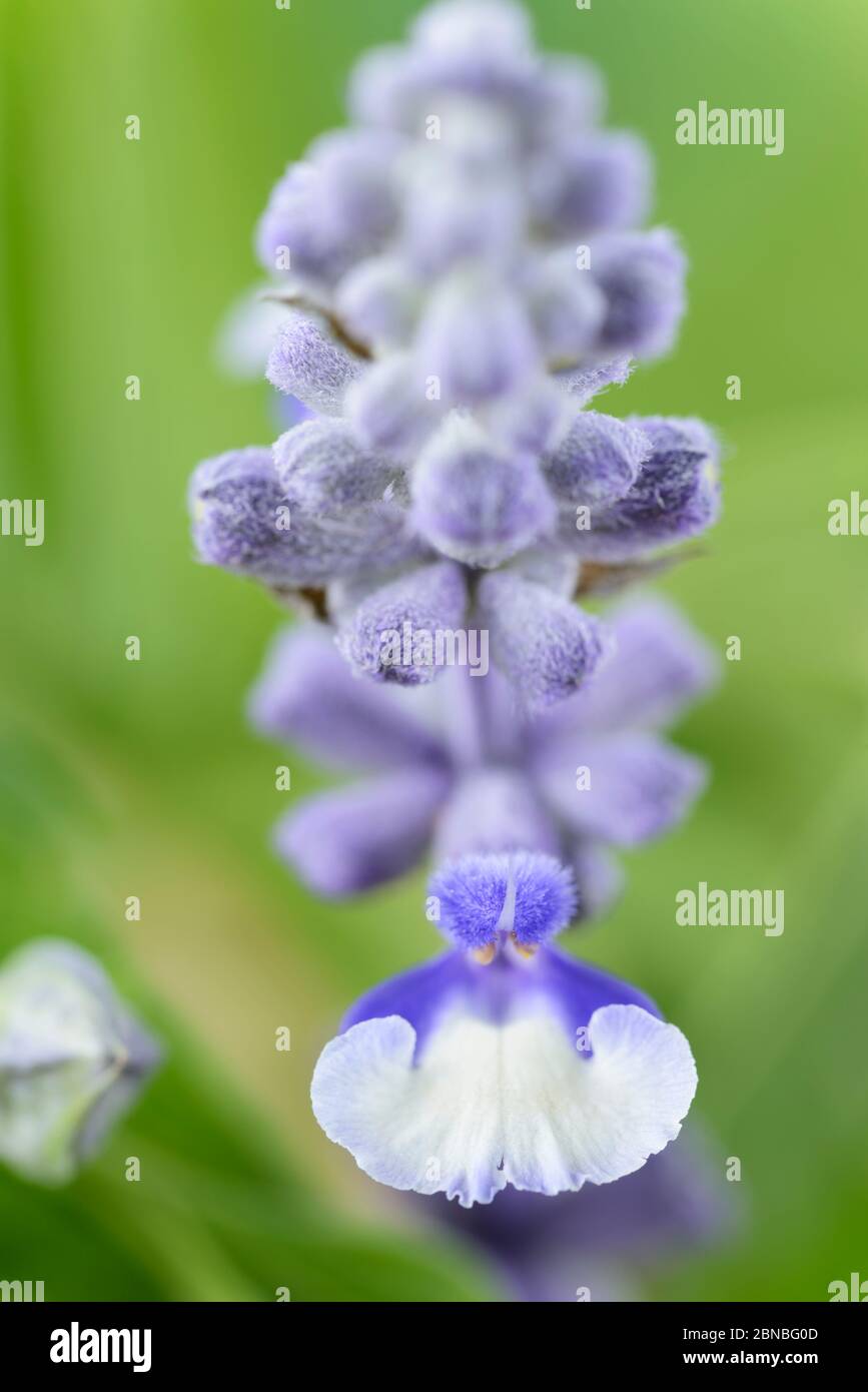 Farinacea hi-res stock photography and images - Alamy