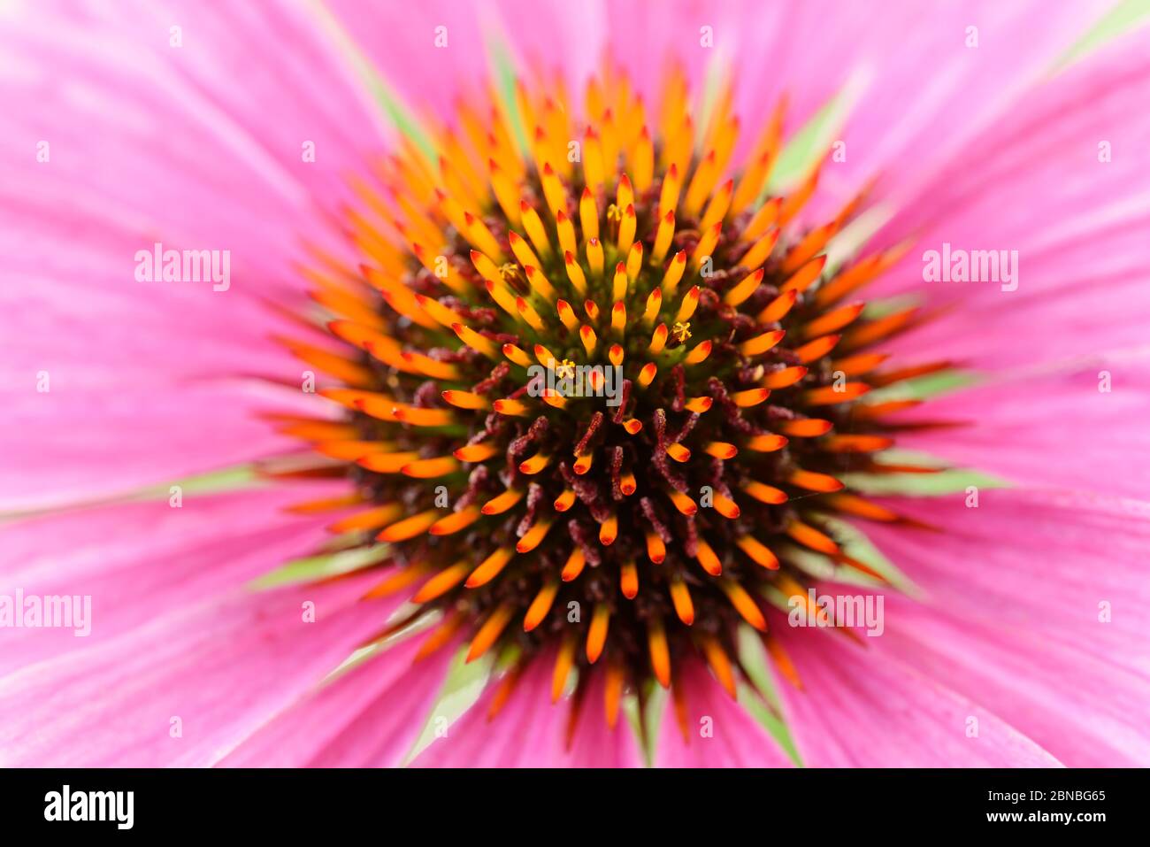 Cone flower closeup hi-res stock photography and images - Alamy