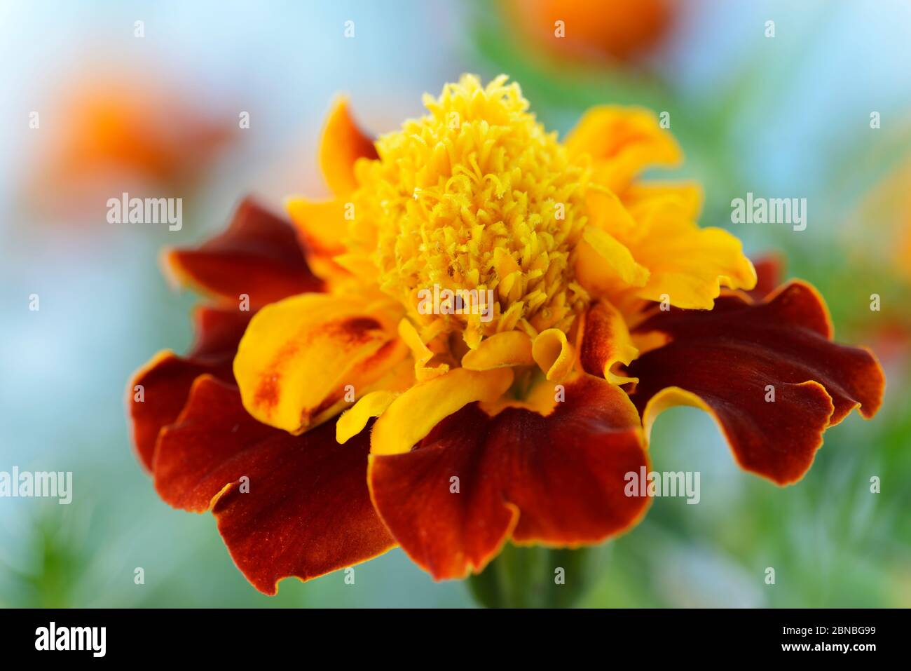 Tagetes patula Dwarf French marigold August Stock Photo - Alamy