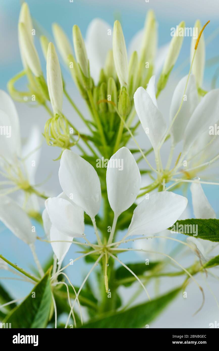 Cleome hassleriana spider flower cleome hi-res stock photography and ...