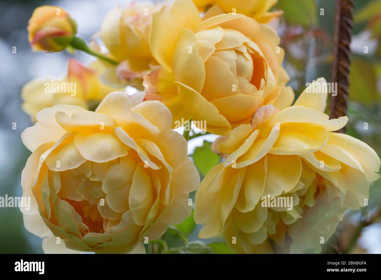 Blooming yellow English roses in the garden on a sunny day Stock Photo ...