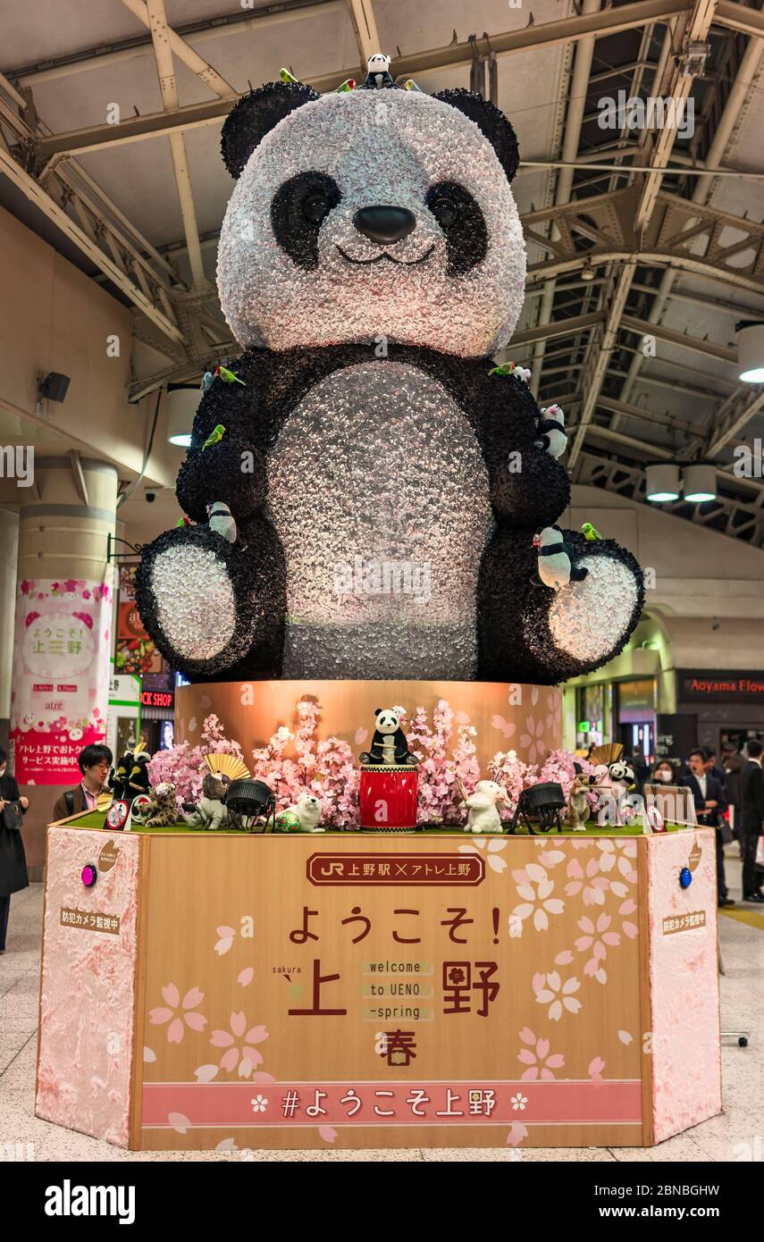 tokyo, japan - march 25 2020: Exhibition of a giant panda in cherry ...