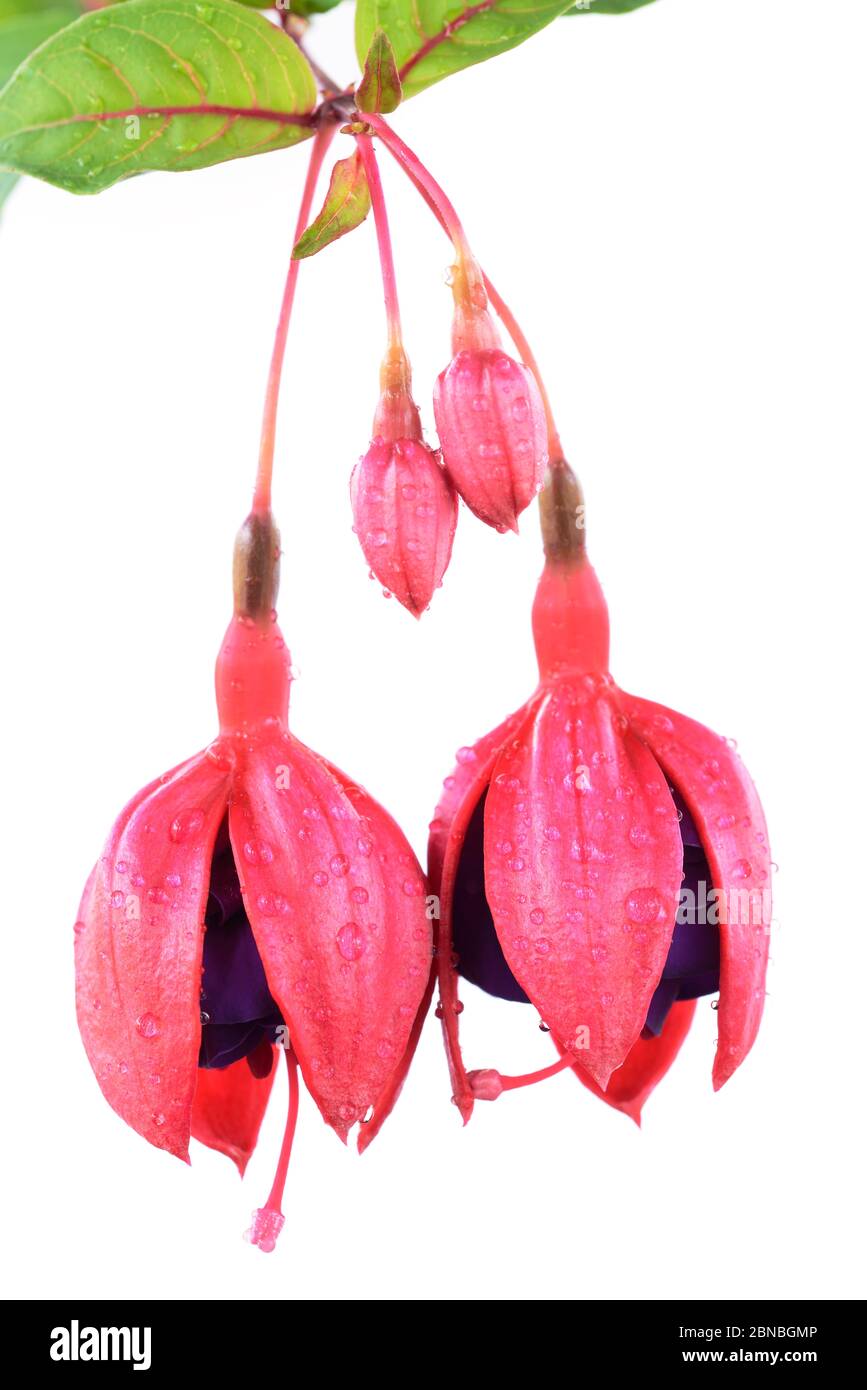 Closeup fuchsia flower plant hi-res stock photography and images - Alamy