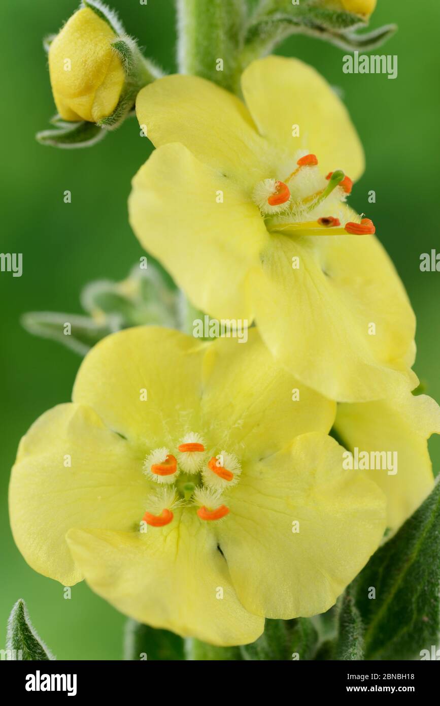 The primrose path hi-res stock photography and images - Alamy