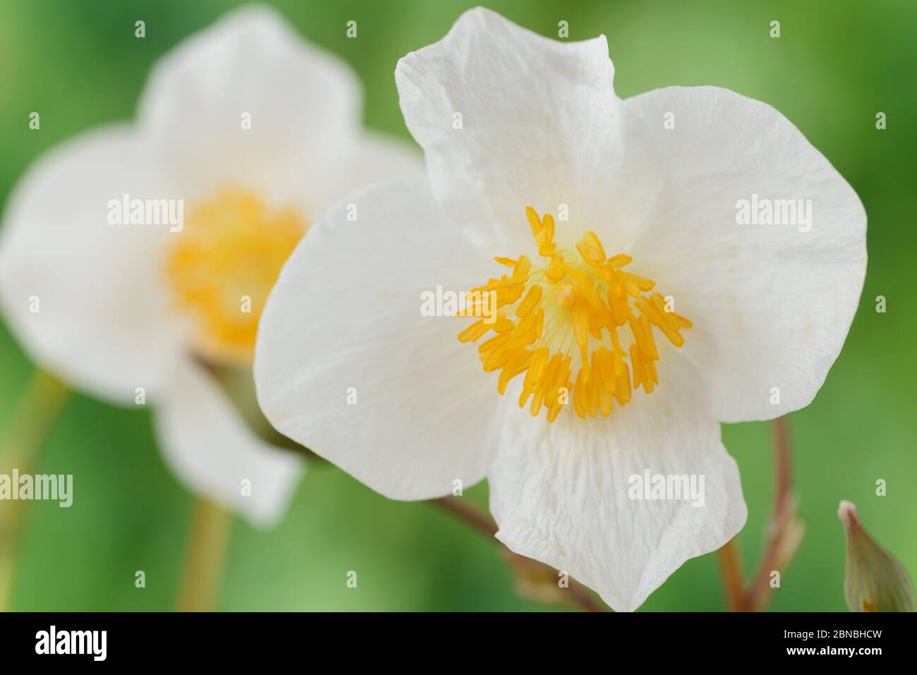 Chinese poppy hi-res stock photography and images - Alamy