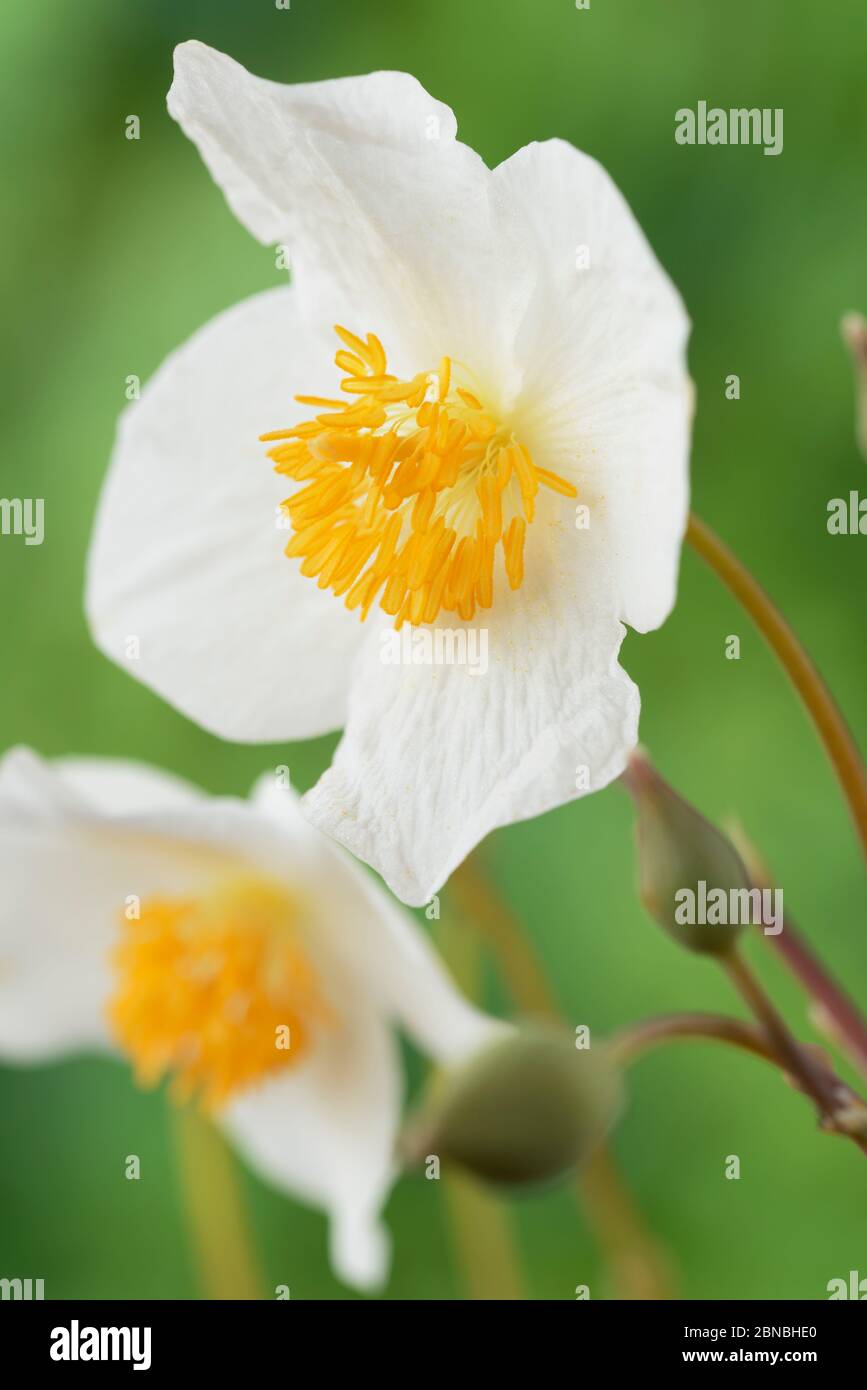 Chinese snow hi-res stock photography and images - Alamy