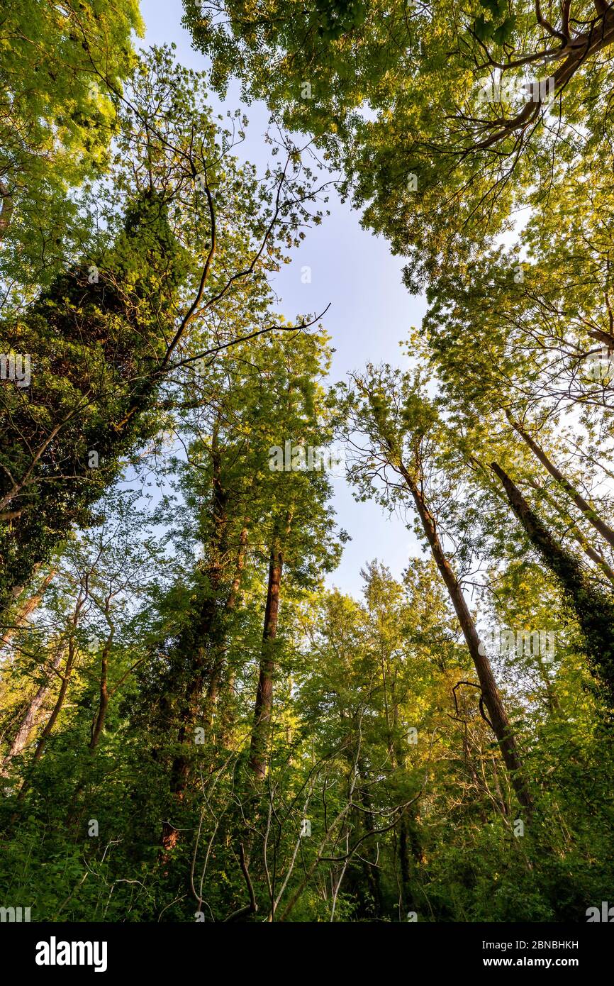 Looking skyward at the tops of the trees in the spinny, Abington Park ...