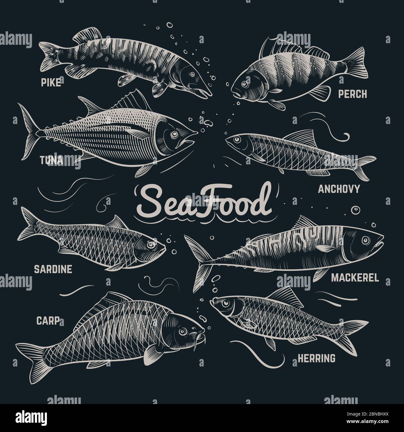 Sardine Fish Vector