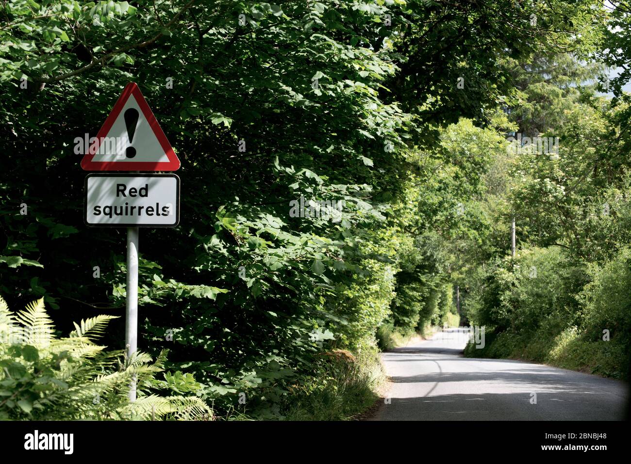 Red squirrel warning sign on road in countryside, Trossachs, Scotland ...