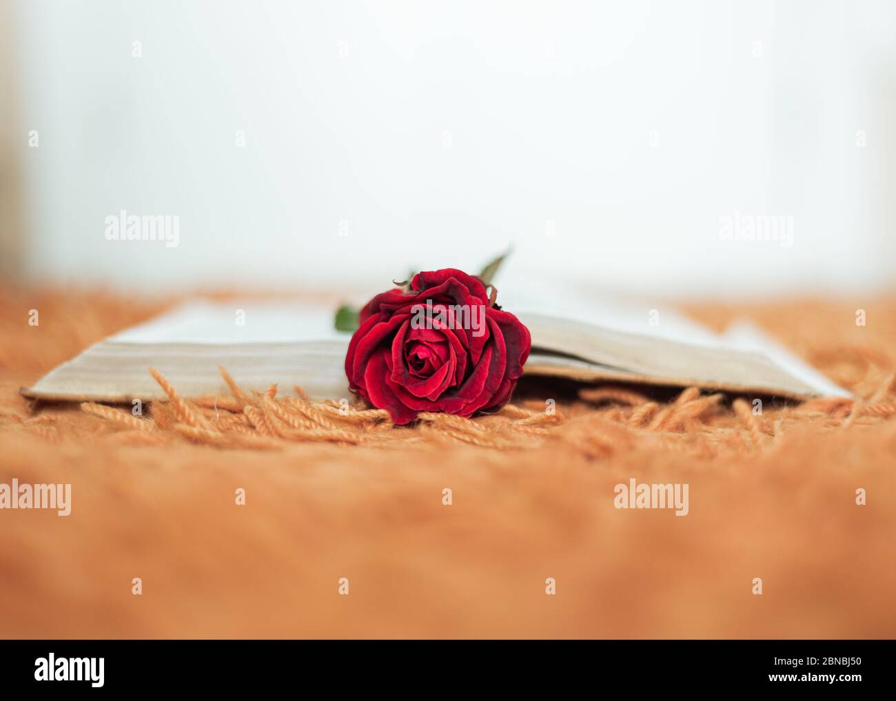 Red rose inside an open book Stock Photo - Alamy