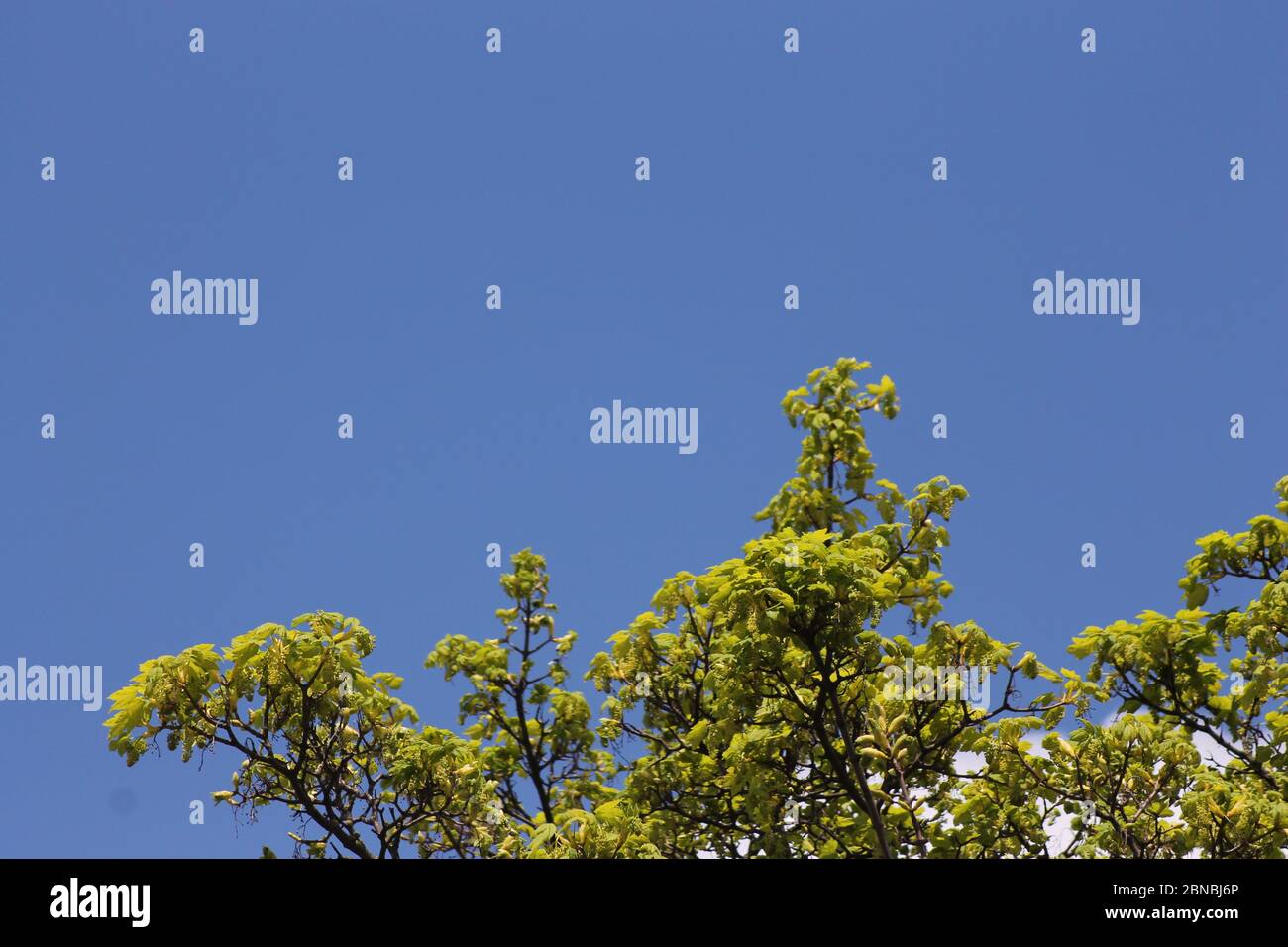 Grass grazing land tree trees hi-res stock photography and images - Alamy