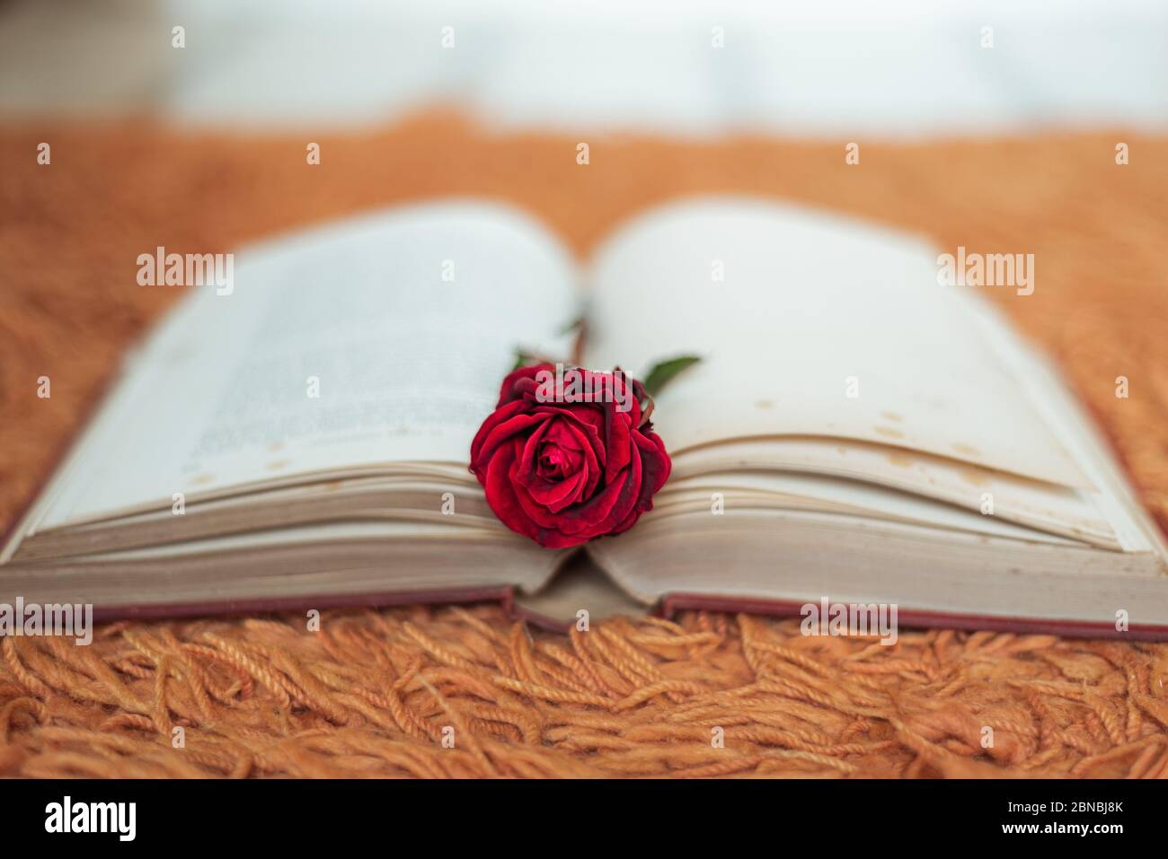 Red rose inside an open book Stock Photo - Alamy