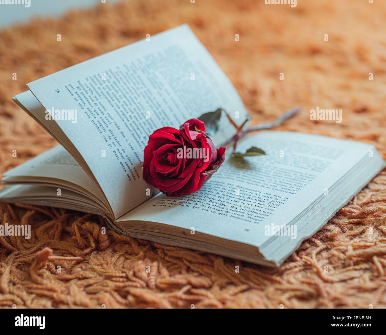 Red rose inside an open book Stock Photo - Alamy