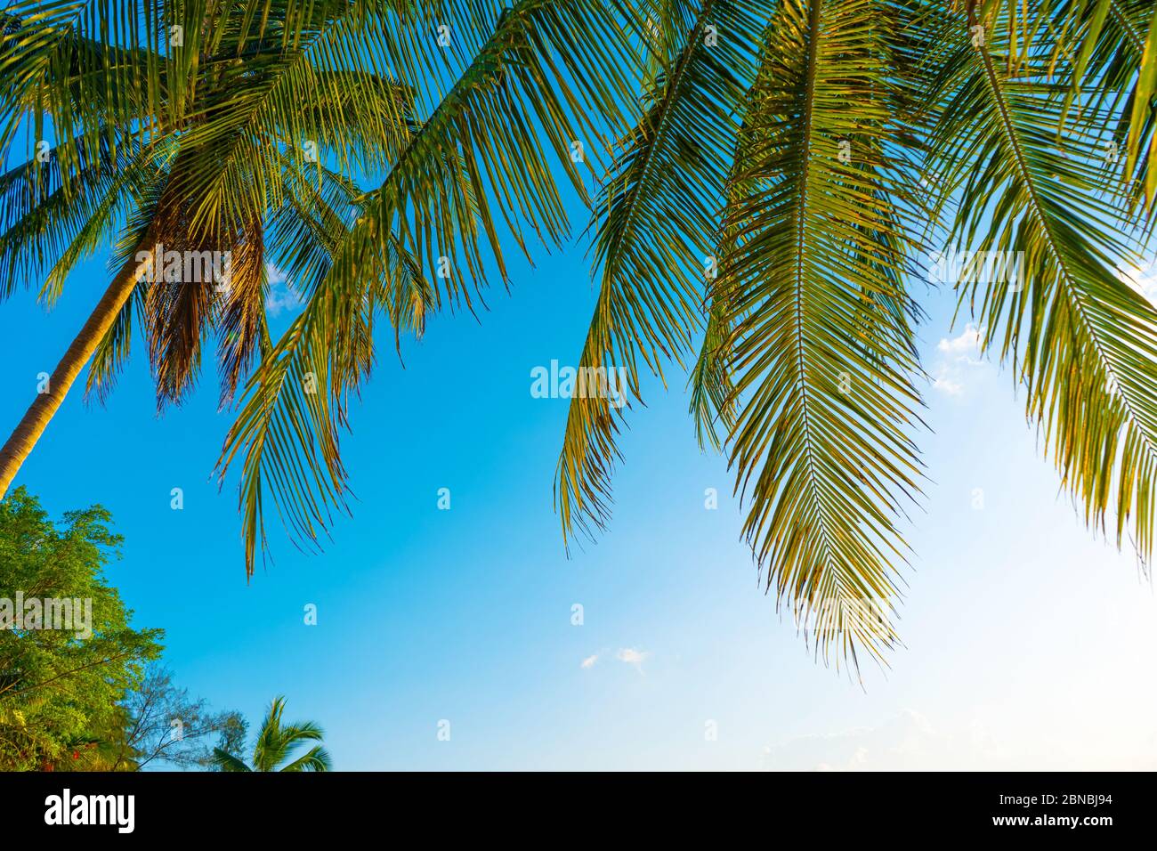 palm grove. Palm trees in the tropical jungle. Symbol of the tropics ...