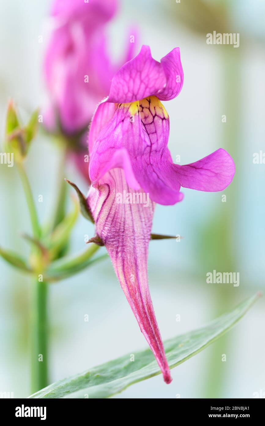 Linaria triornithophora Three birds toadflax September Stock Photo - Alamy
