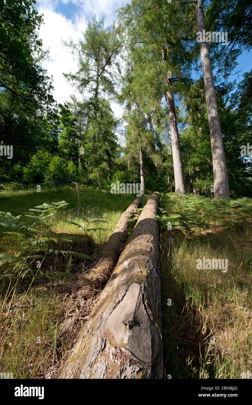 Countryside tree hi-res stock photography and images - Alamy