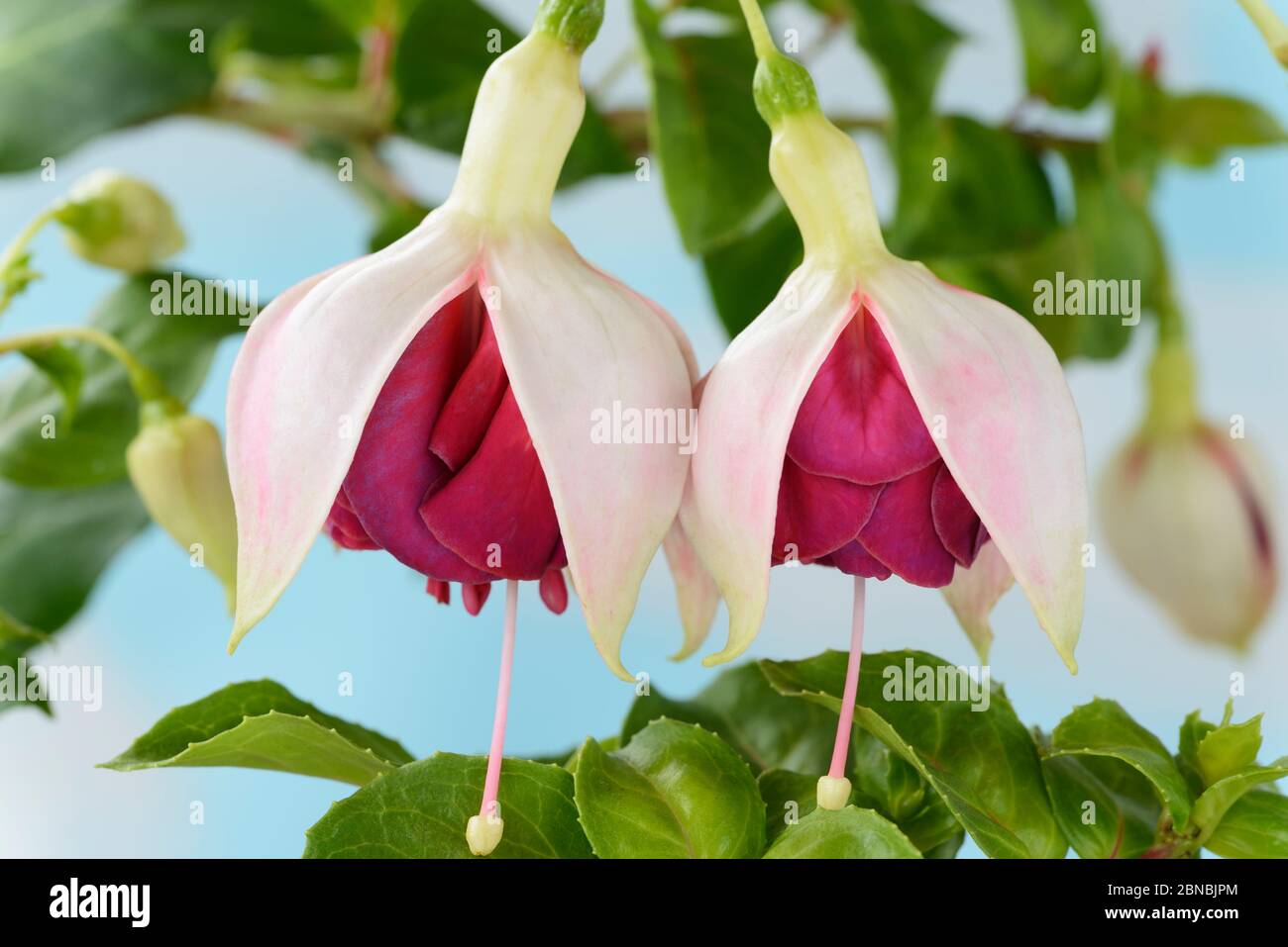 Bush fuschia hi-res stock photography and images - Alamy