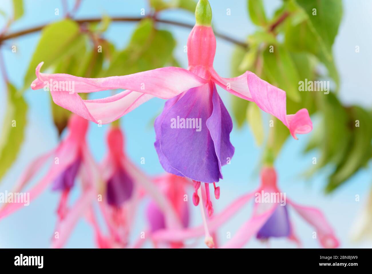 Fuchsias Leaf High Resolution Stock Photography and Images - Alamy
