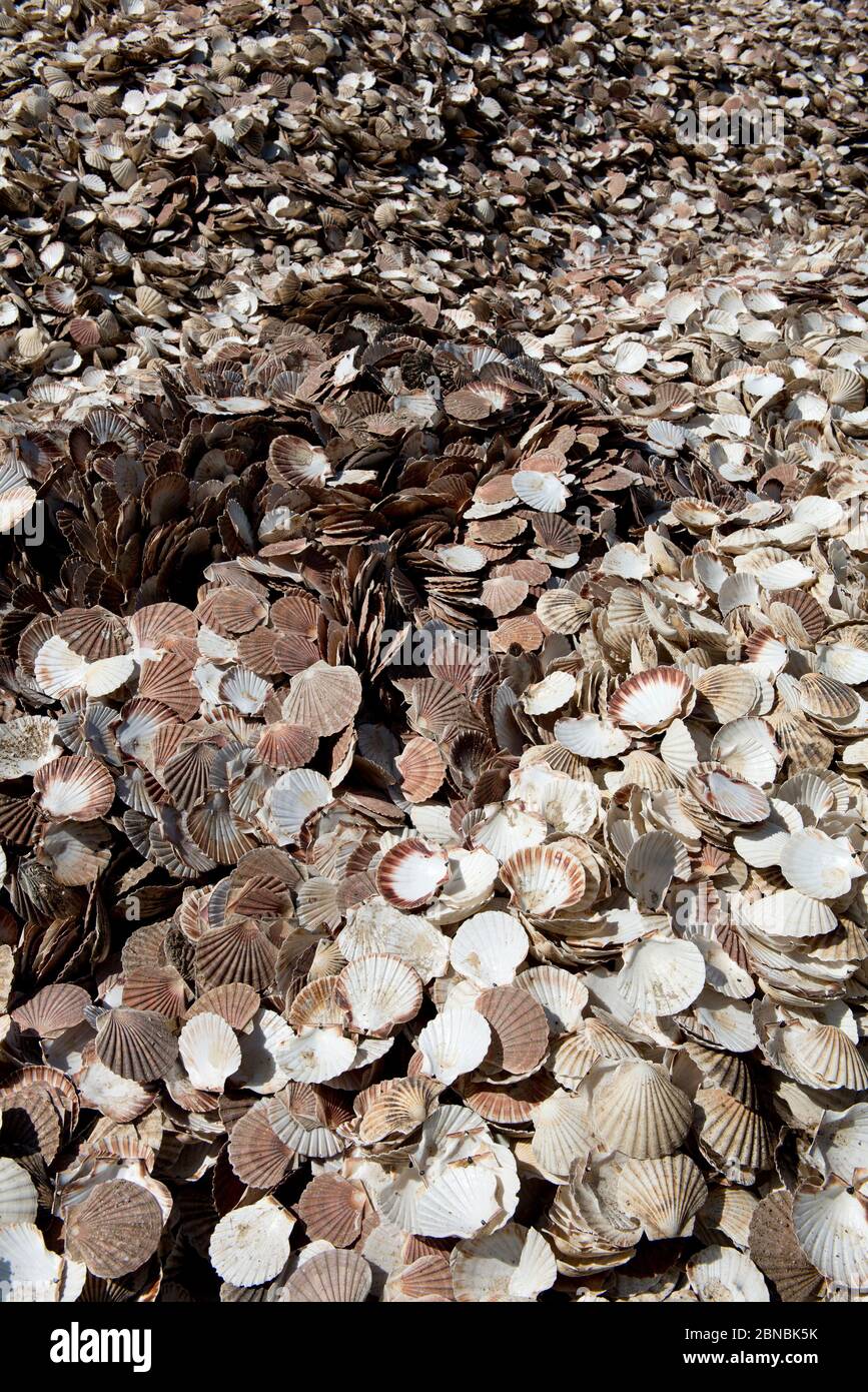 Scallop shells dump, Glengorm Castle estate, near Tobermory, Isle of ...