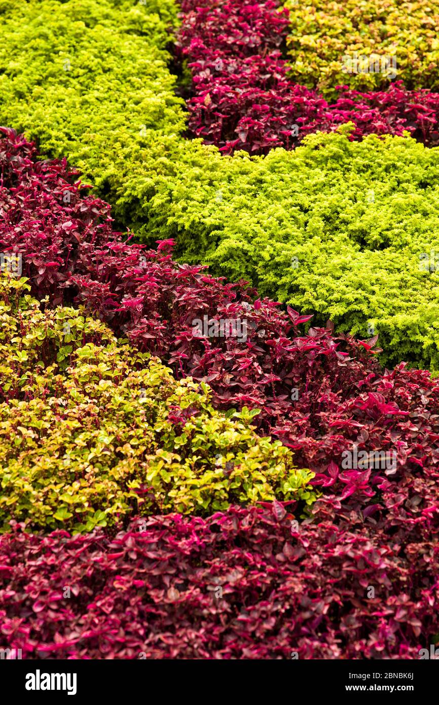 Plants shape hi-res stock photography and images - Alamy