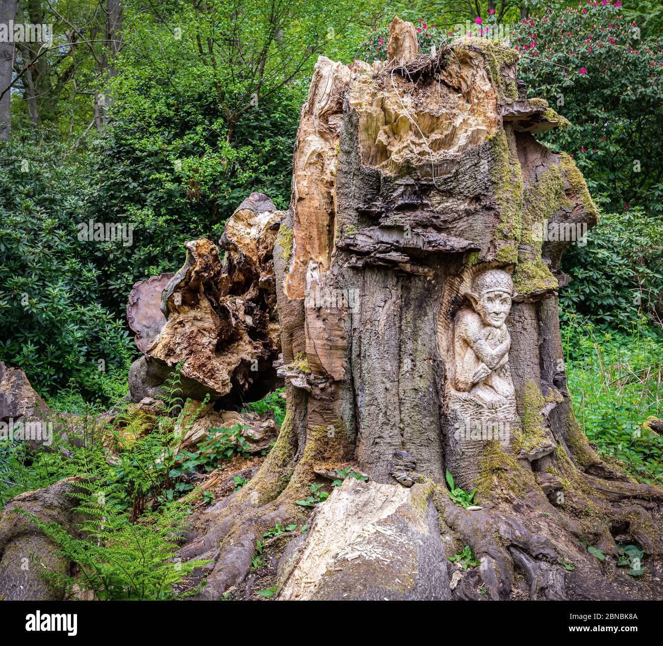 A carving of a pixie is carved into an old tree stump in a woodland ...