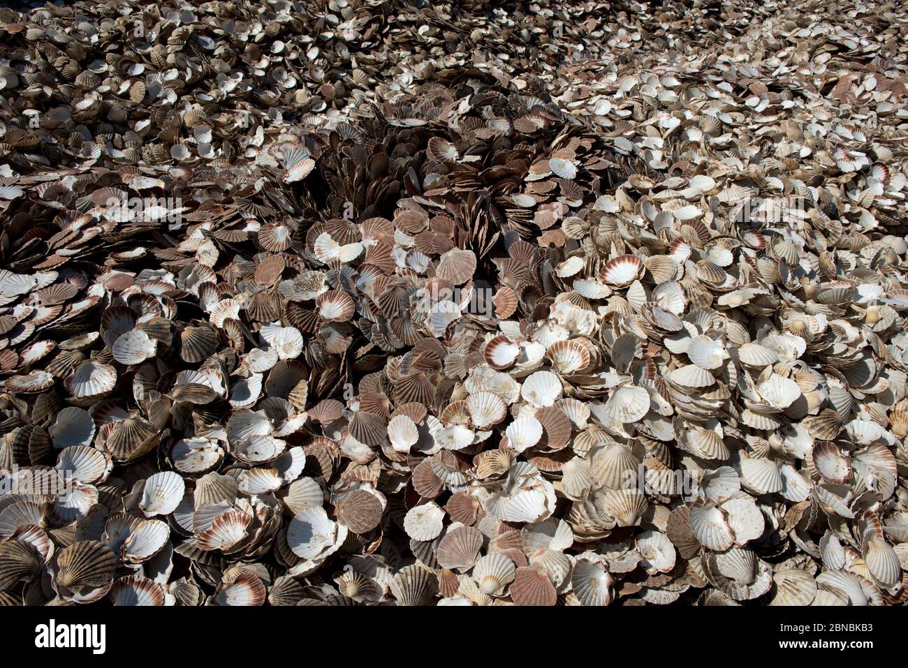Scallop shells dump, Glengorm Castle estate, near Tobermory, Isle of ...
