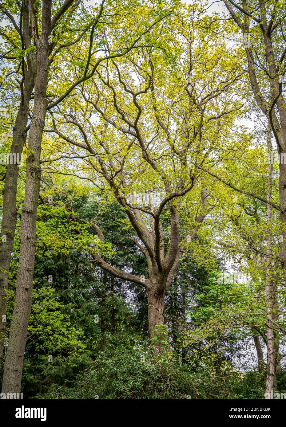 A tree with curving branches and light green spring foliage set a ...