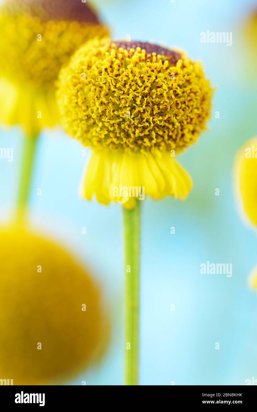 Helenium puberulum Sneezeweed Helen's Flower Rosilla October Stock ...