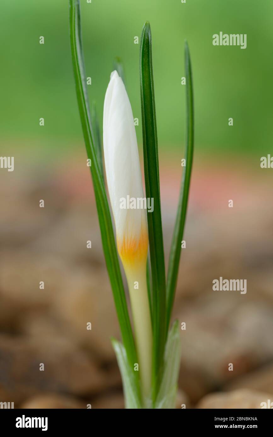 Flowering corm hi-res stock photography and images - Alamy