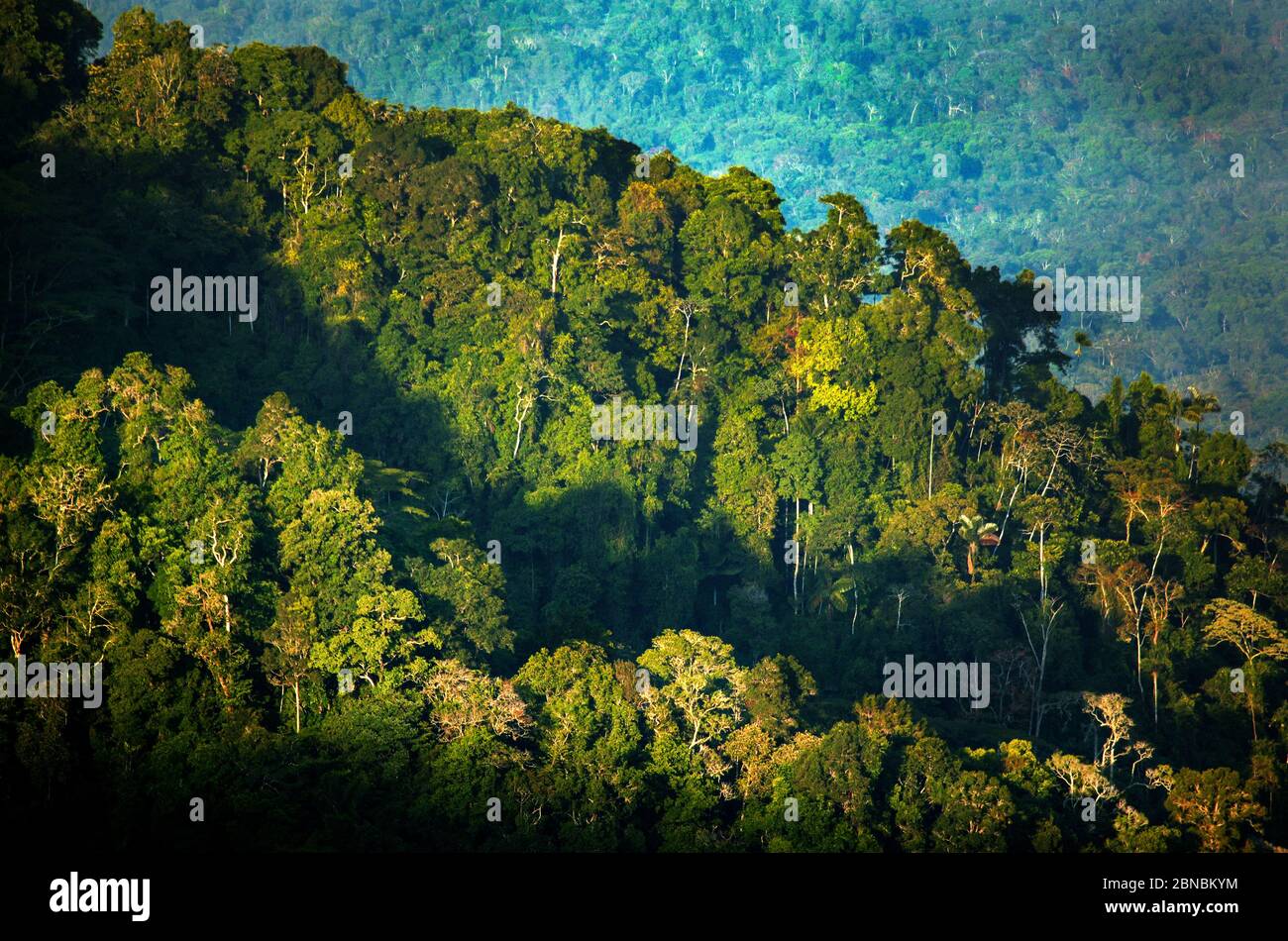 Evening light on the lush rainforest at Cerro Pirre in Darien national ...