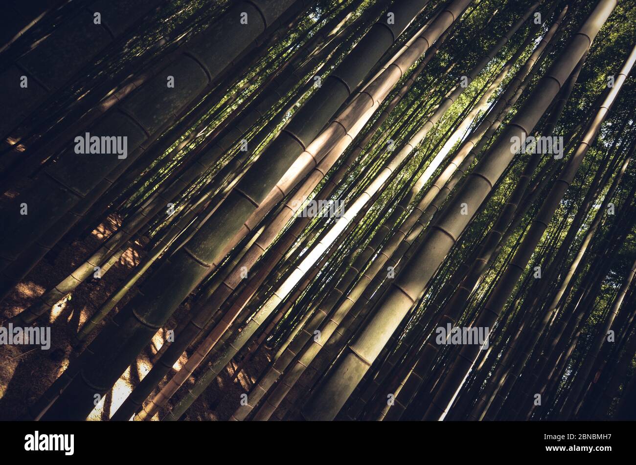 Closeup dutch angle shot of the bamboo forest in Japan Stock Photo - Alamy