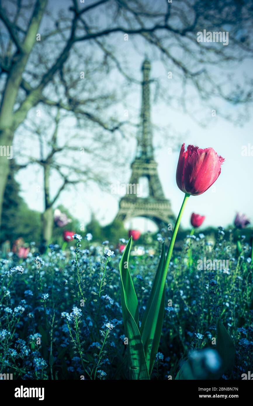 Vertical shot of the beautiful Tulips with the Eiffel Tower in the ...