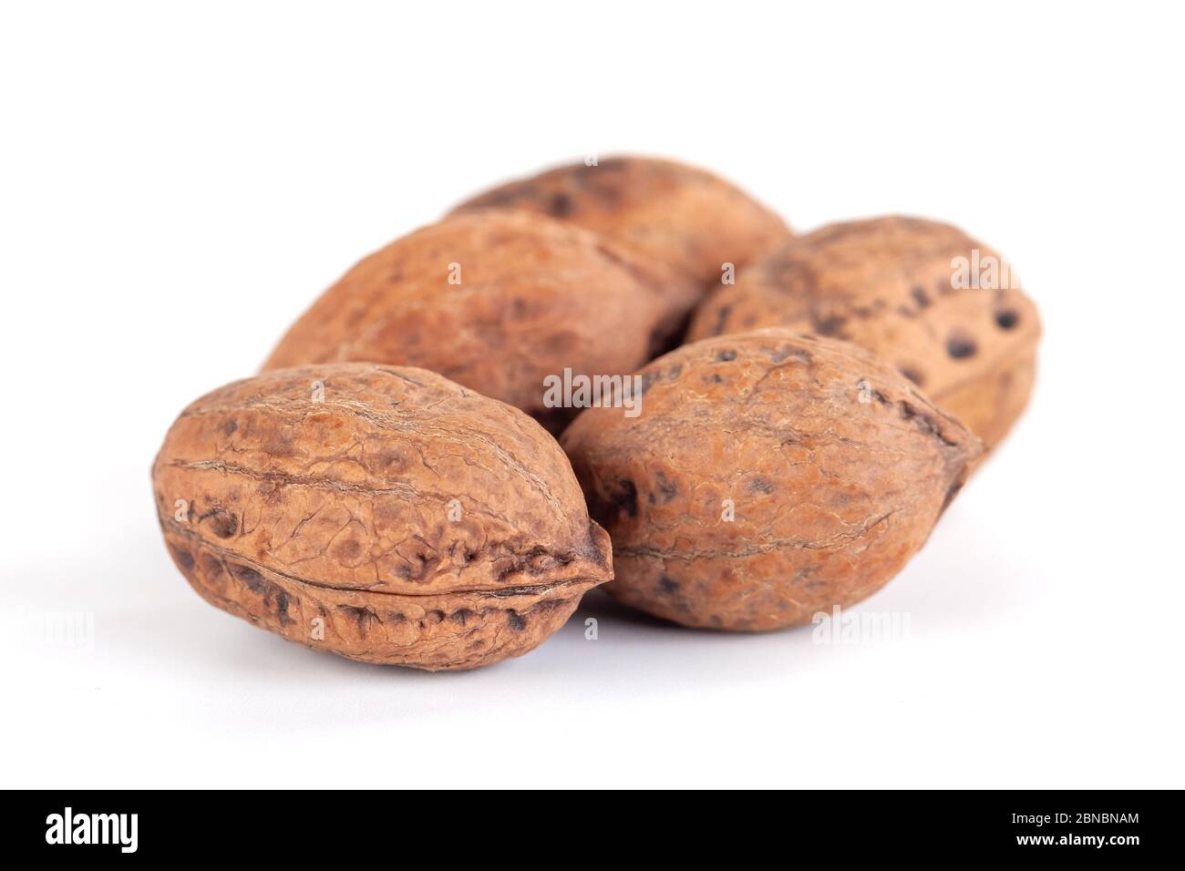 wild walnuts isolated on a white background Stock Photo - Alamy