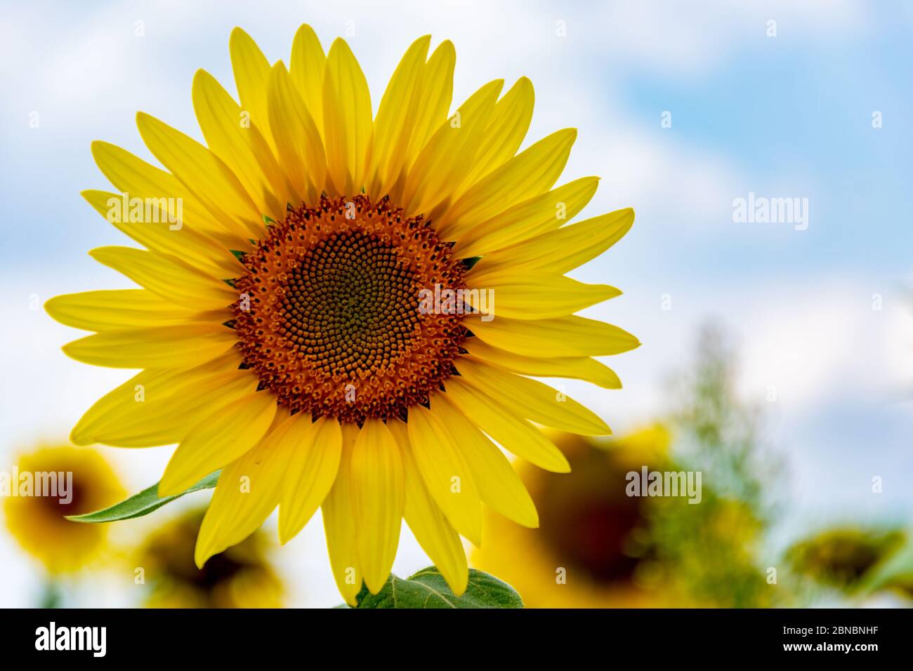 Sunflowers on the field in the sunshine. Sun and large yellow flowers ...
