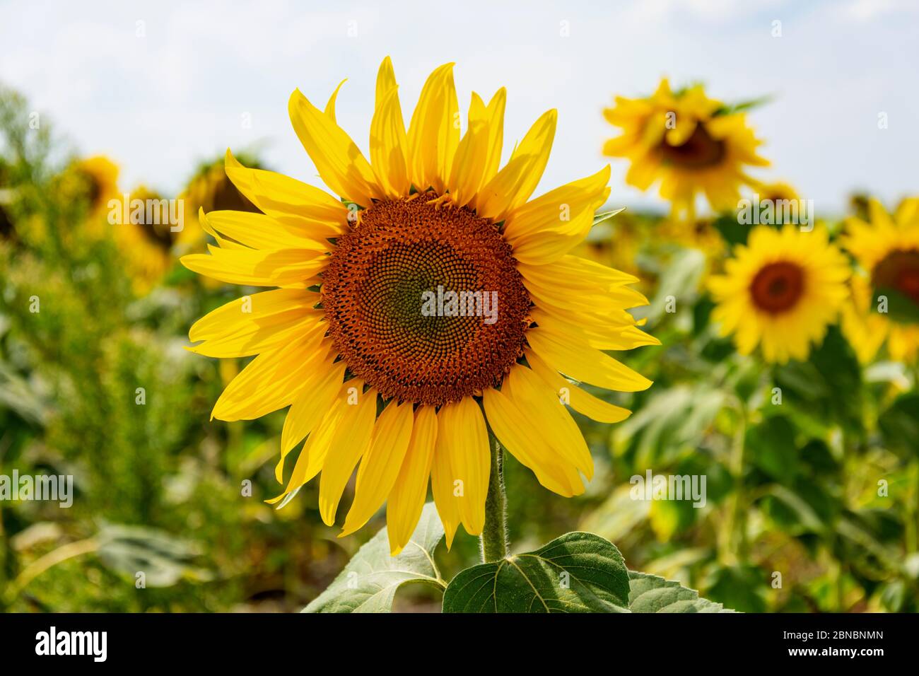 Sunflowers on the field in the sunshine. Sun and large yellow flowers ...