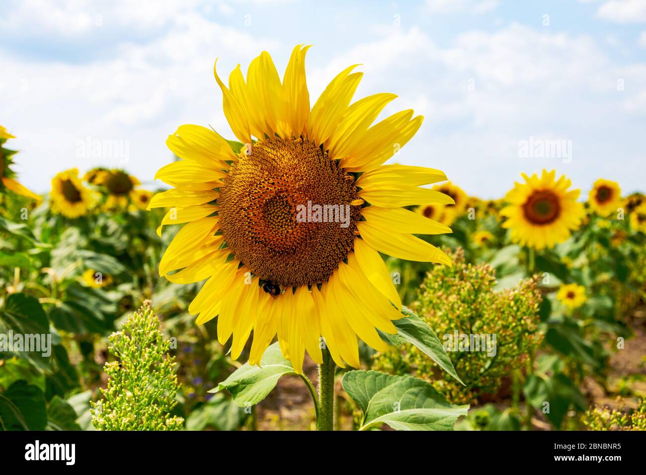 Sunflowers on the field in the sunshine. Sun and large yellow flowers ...