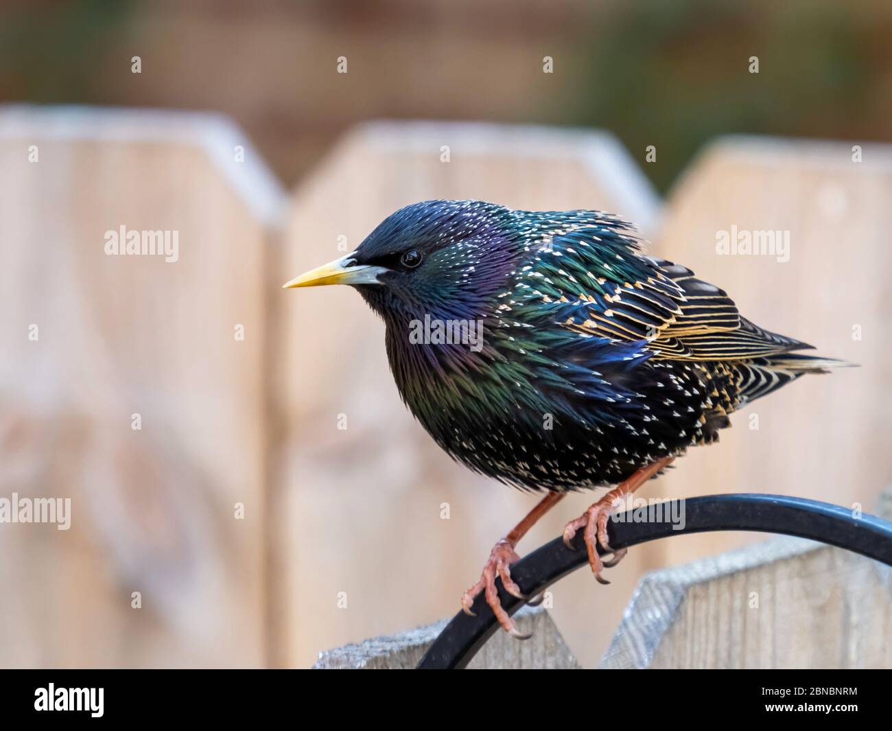 Dove drawing hi-res stock photography and images - Alamy