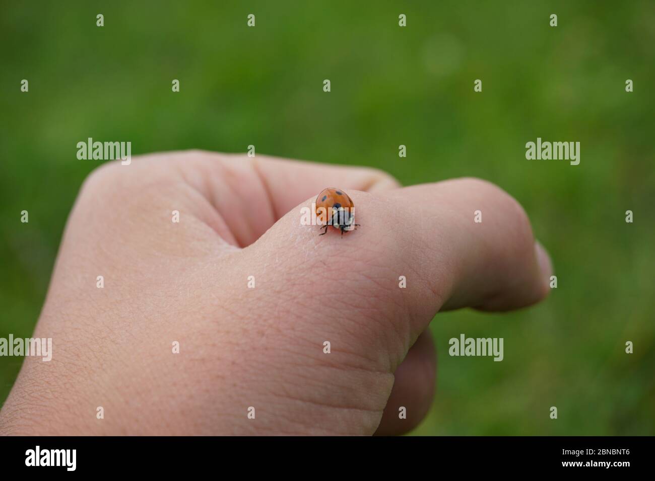 Closeup shot of a cute ladybug sitting on man's hand Stock Photo - Alamy