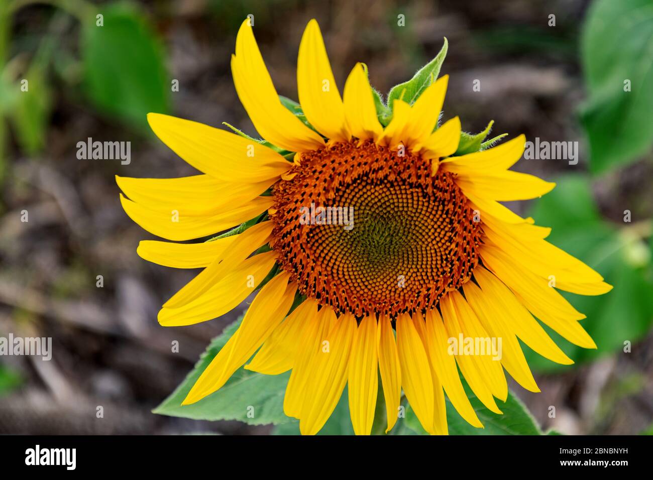 Sunflowers on the field in the sunshine. Sun and large yellow flowers ...