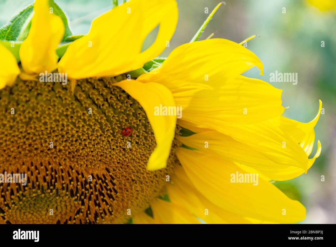 Sunflowers on the field in the sunshine. Sun and large yellow flowers ...