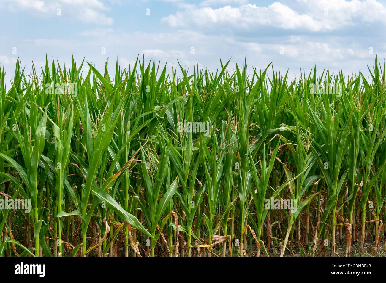 Green corn field, plants growing on a sunny, clear day. Cultivation ...