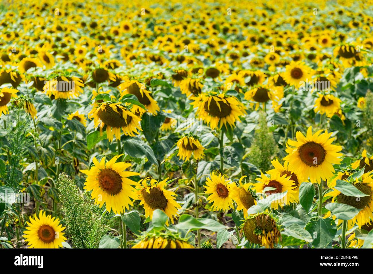 Sunflowers on the field in the sunshine. Sun and large yellow flowers ...