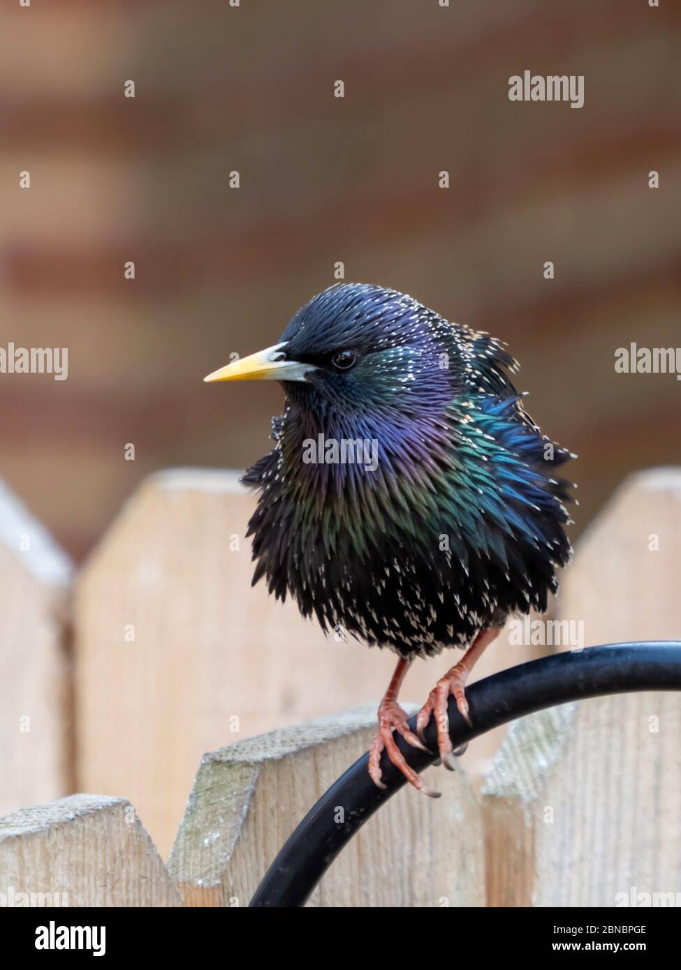 European starling drawing hi-res stock photography and images - Alamy