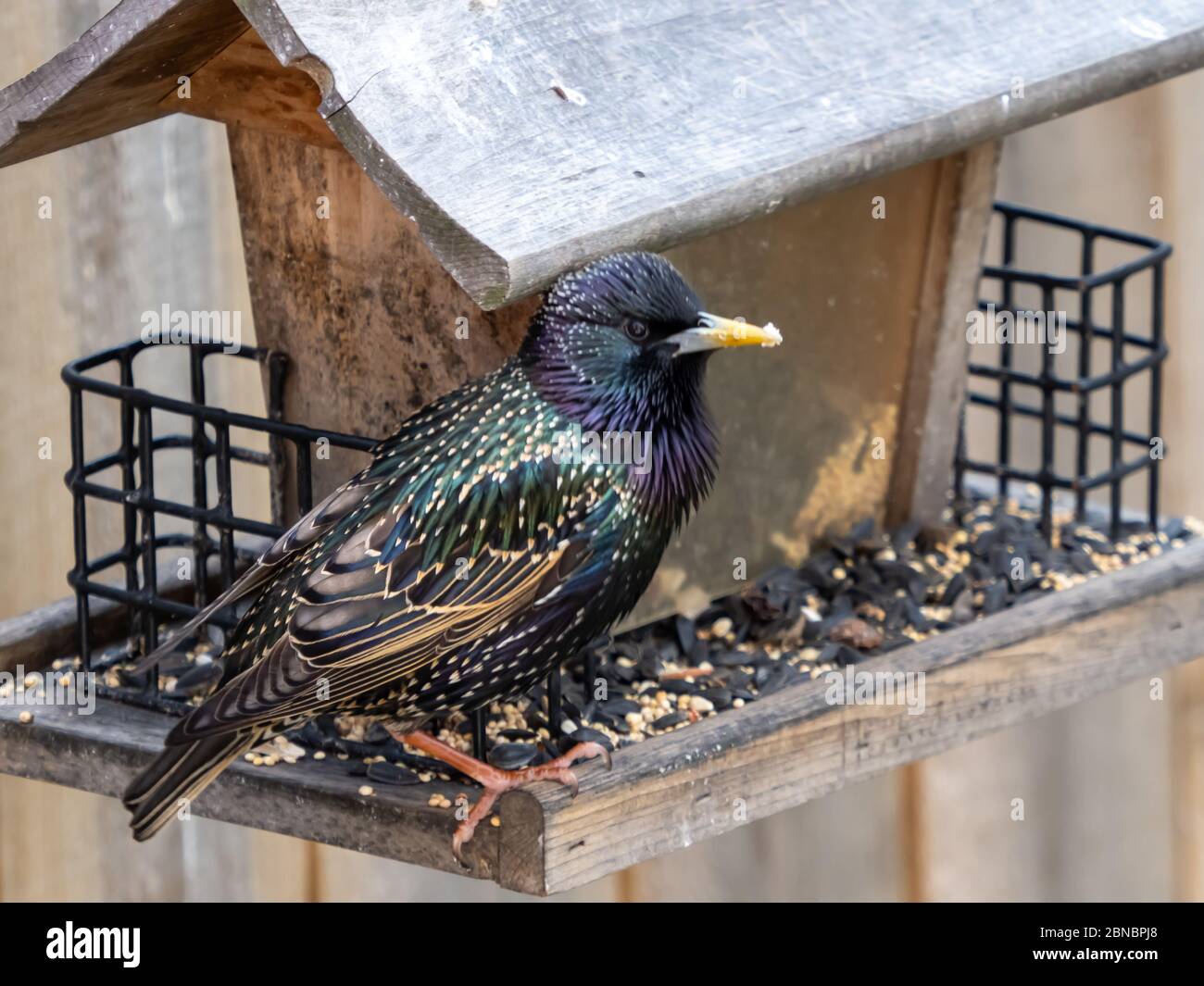 European starling drawing hi-res stock photography and images - Alamy