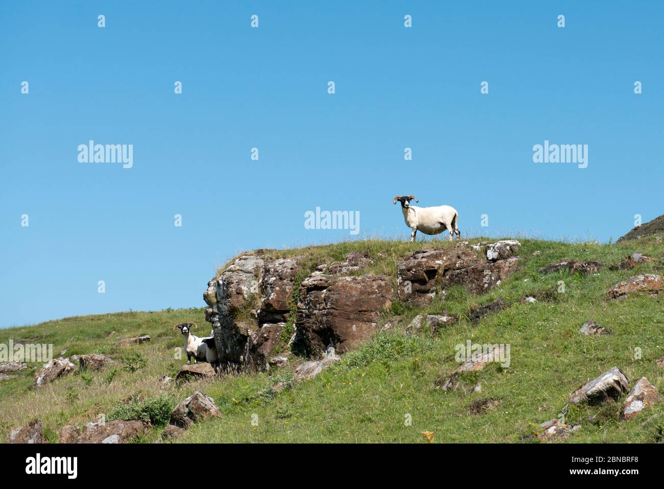 Pair of Sheep, Ovis Aries, on hill, Glengorm Castle estate, near ...