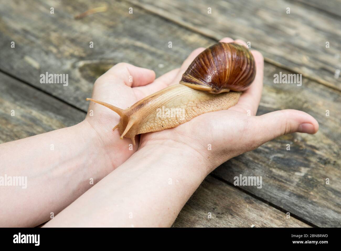 Big brown african snail Achatina sitting on human hands. African snail ...