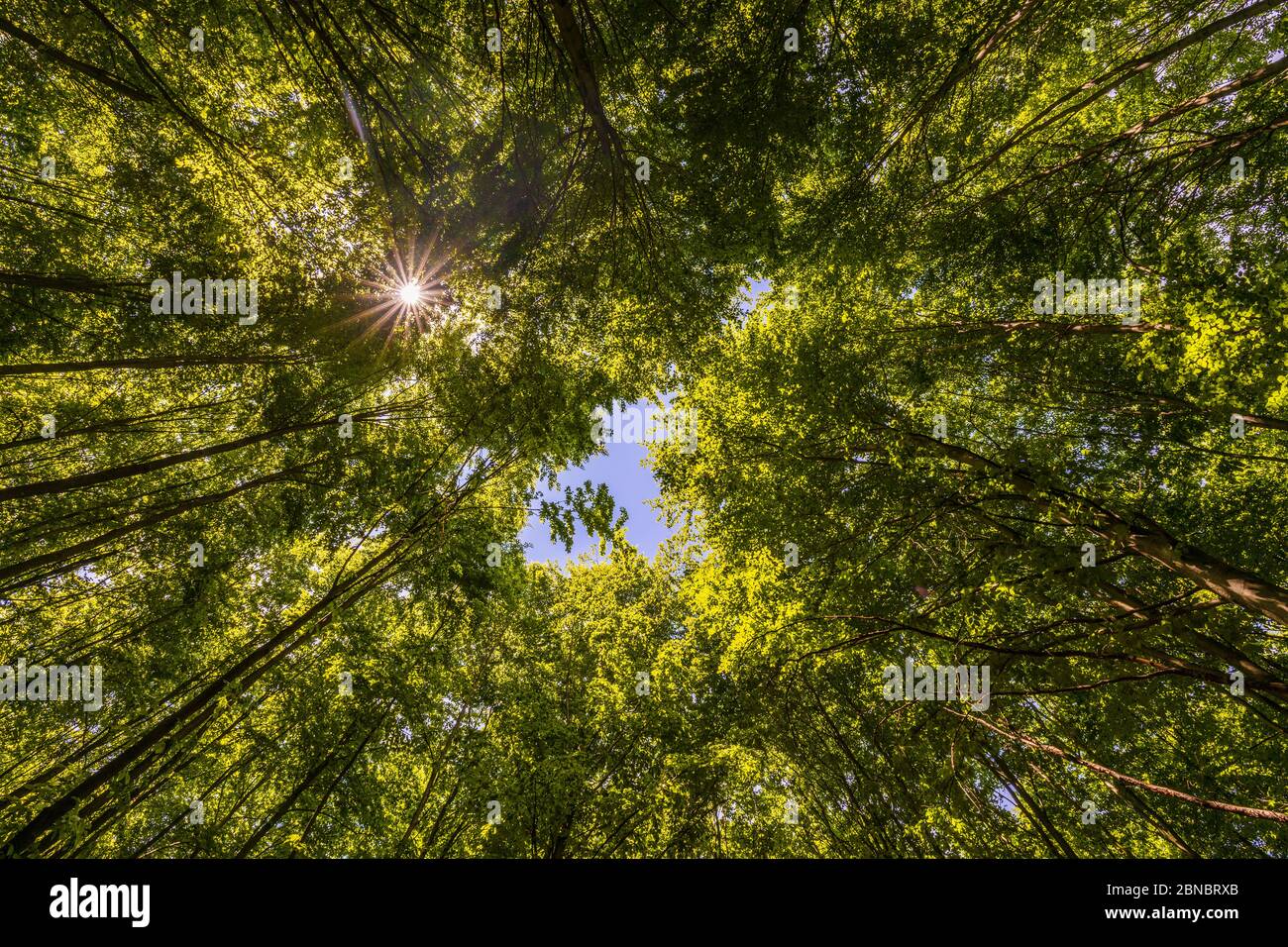 Spring Summer Sun Shining Through Canopy Of Tall Trees Stock Photo - Alamy