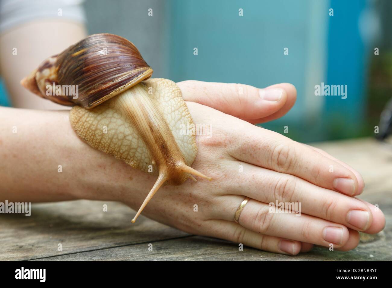 Big brown african snail Achatina sitting on human hands. African snail ...