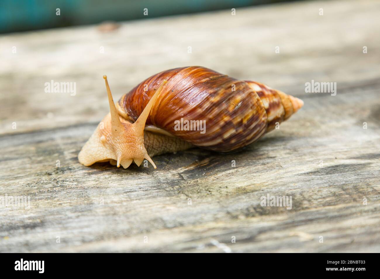 African giant snail hi-res stock photography and images - Alamy