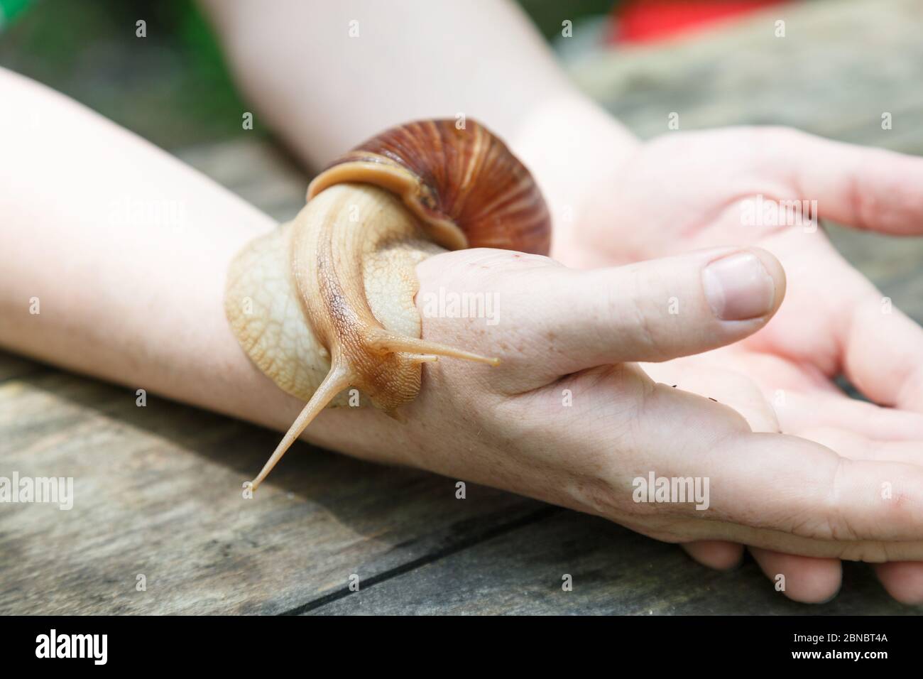 Big brown african snail Achatina sitting on human hands. African snail ...